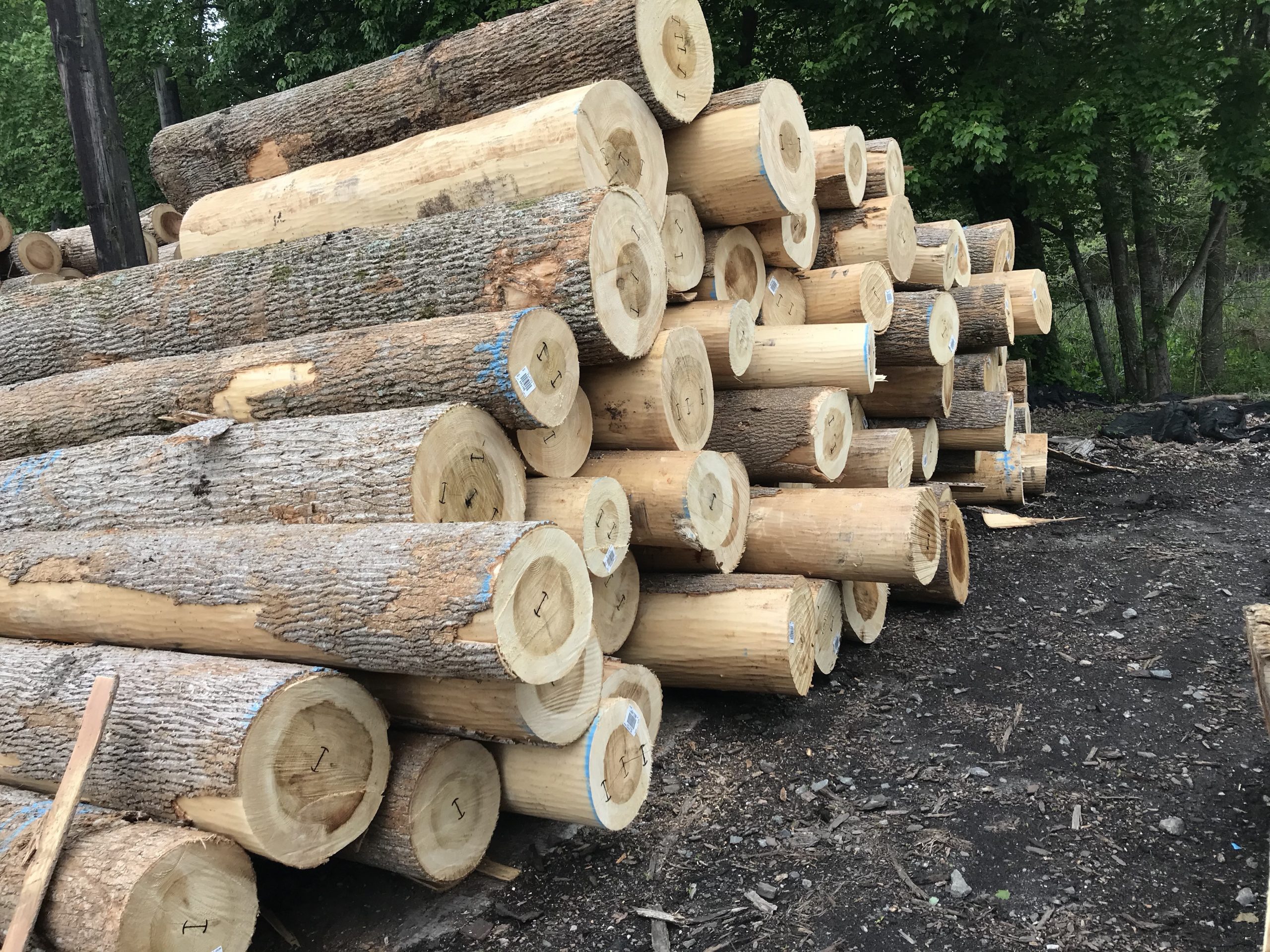 Timber – MHM Technologies Inc.