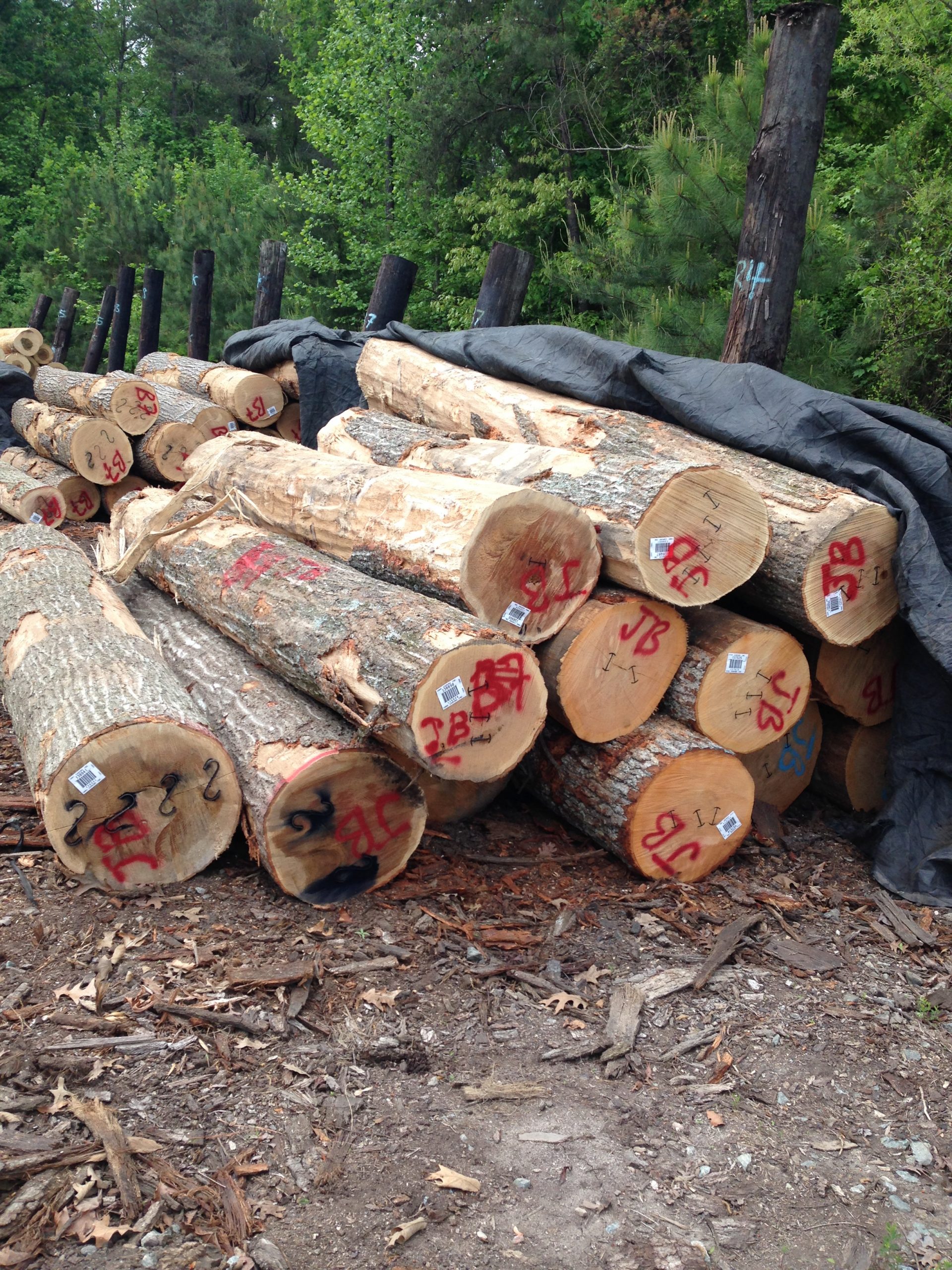 Timber – MHM Technologies Inc.